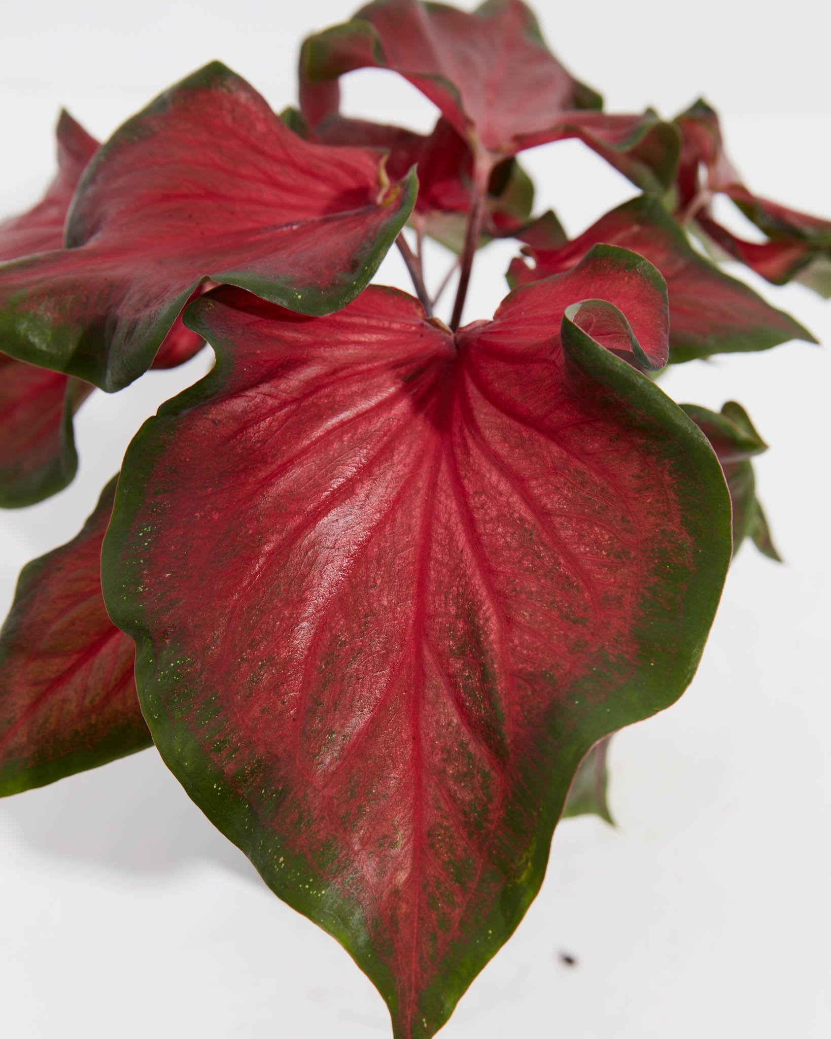 Florida Red Ruffles Caladium