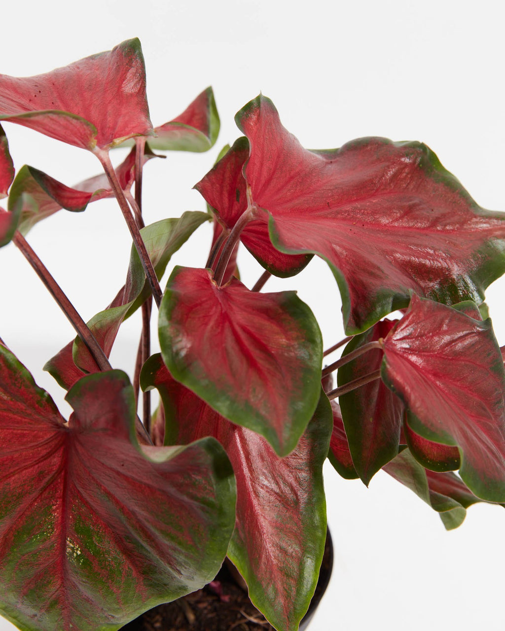 Florida Red Ruffles Caladium