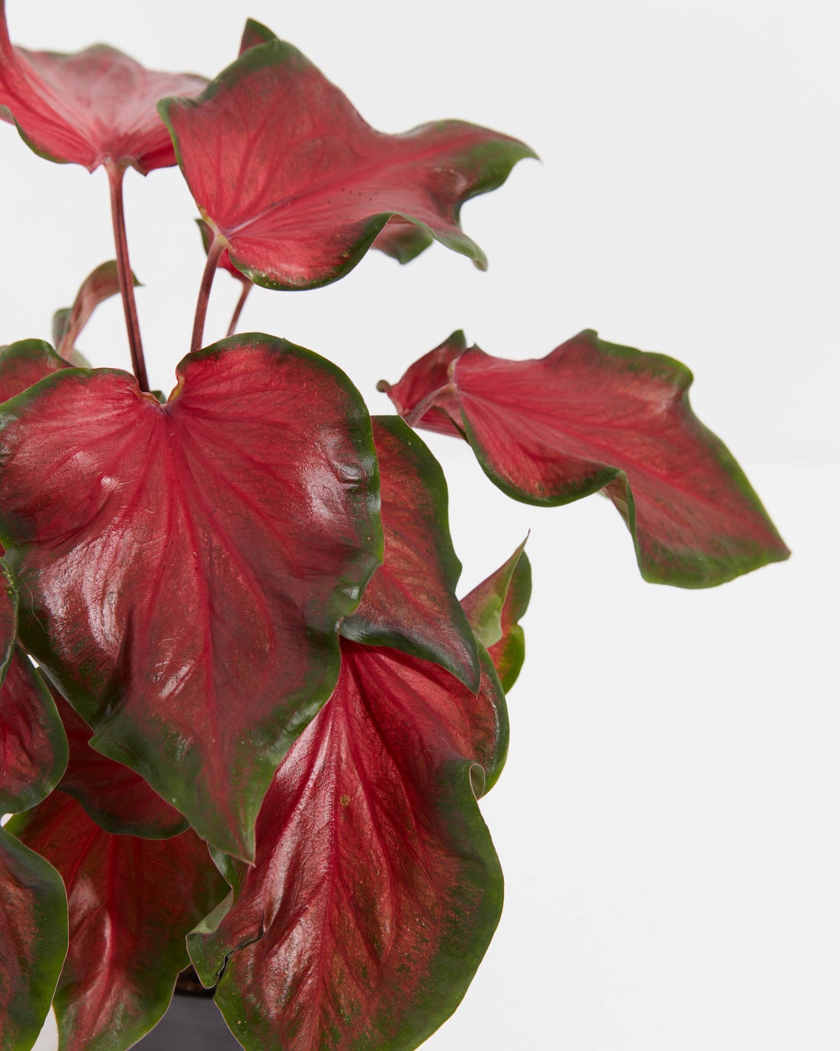 Florida Red Ruffles Caladium