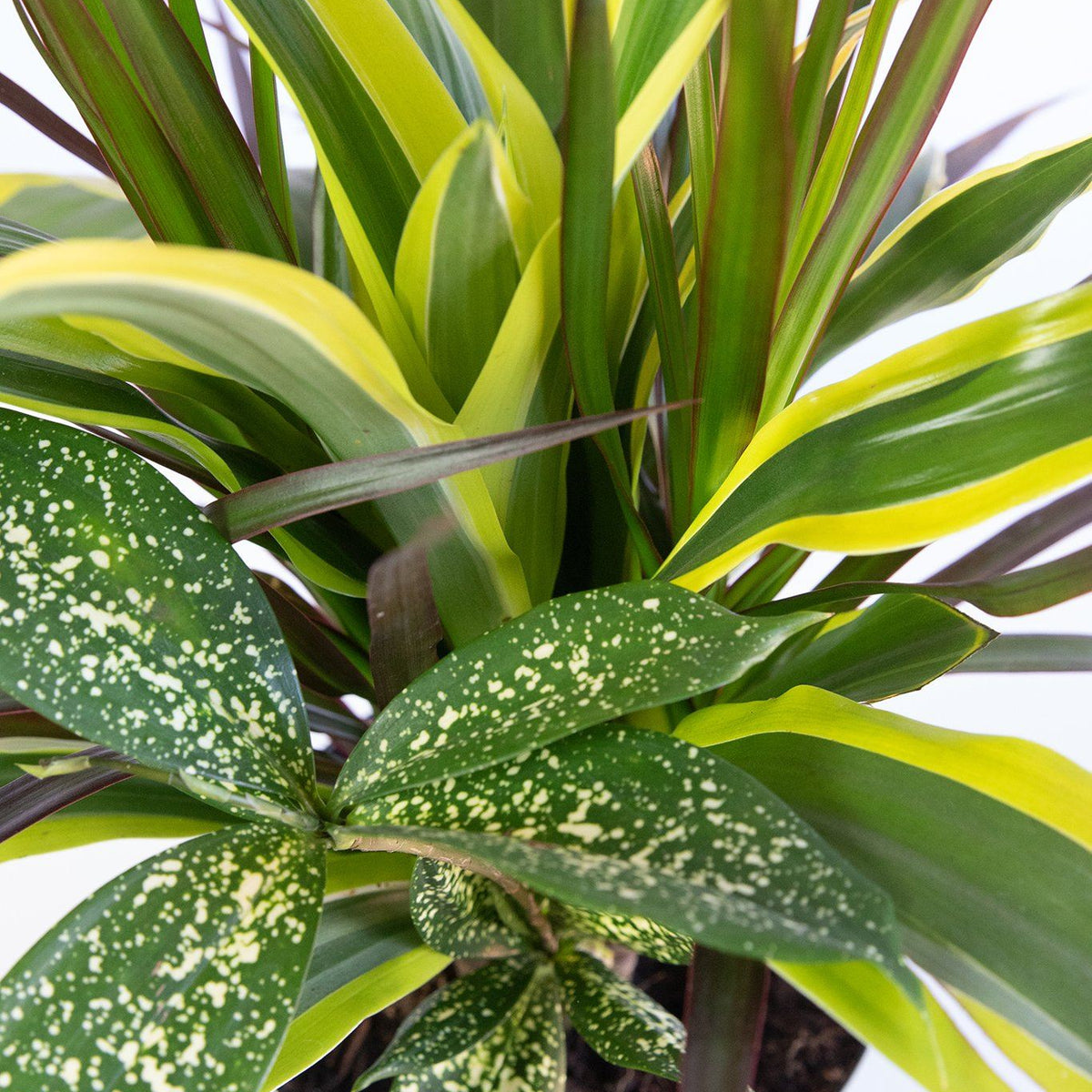 Dracaenas Collection | Dragon Plants Black Leaf | Lively Root