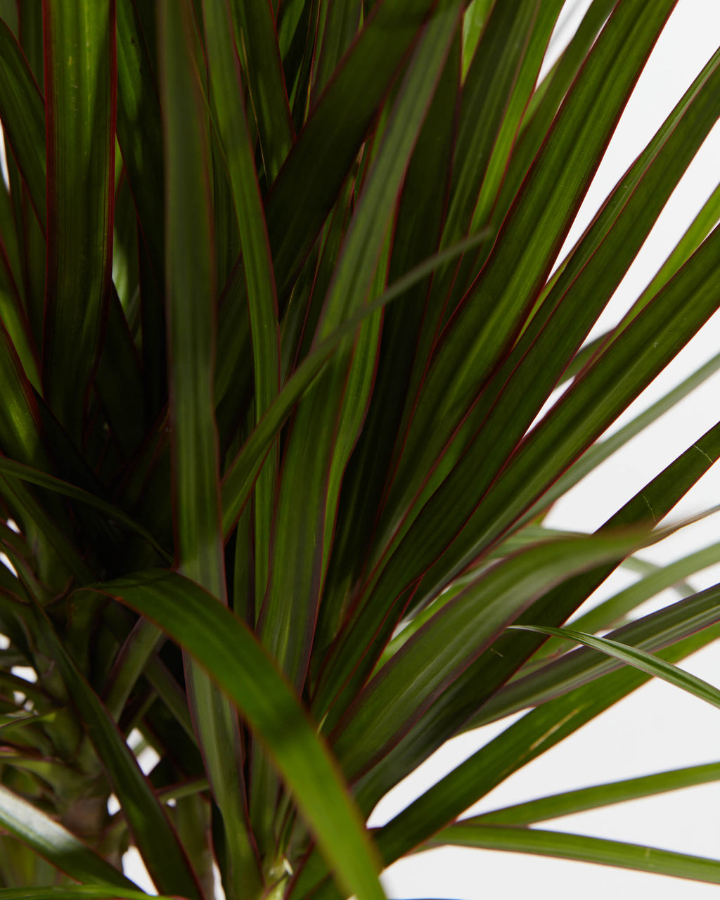 Dracaena Marginata For Sale (Dragon Tree) With Care Guide