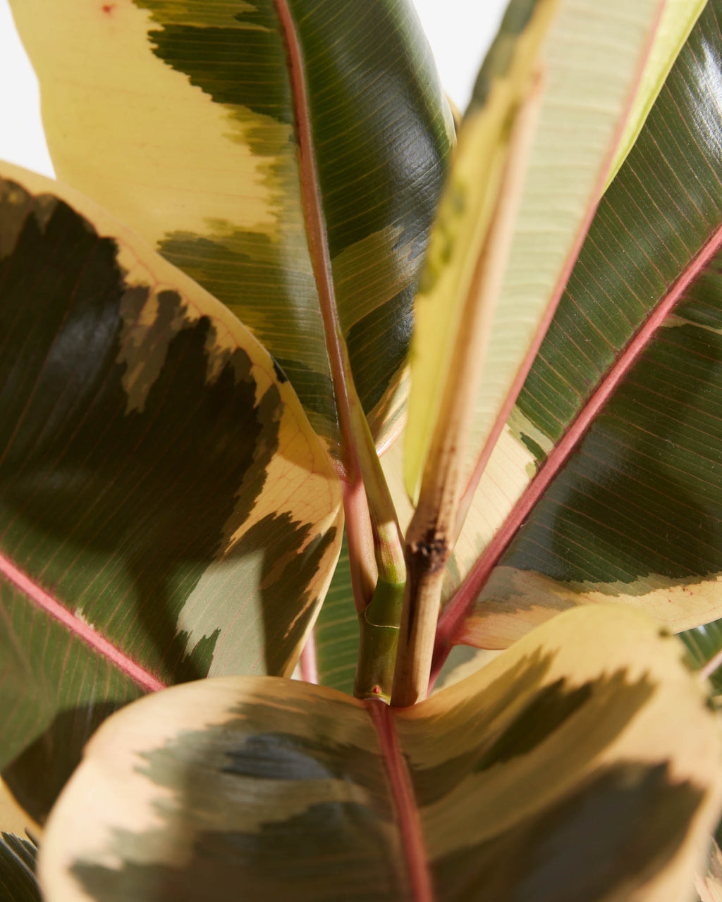 Ficus Tineke for Sale Including Care Guide & Growing Tips