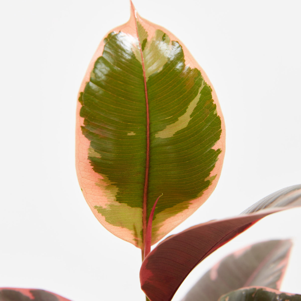 Ruby Ficus Elastica For Sale With Large Options & Care Guide