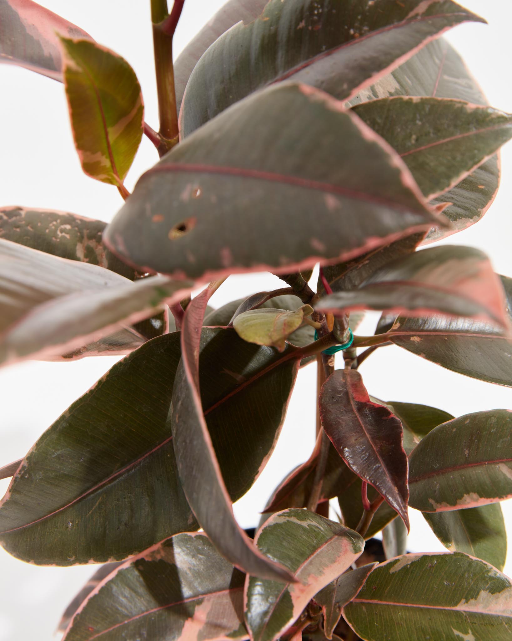 Ficus Elastica Ruby for Sale With Large Options & Care Guide