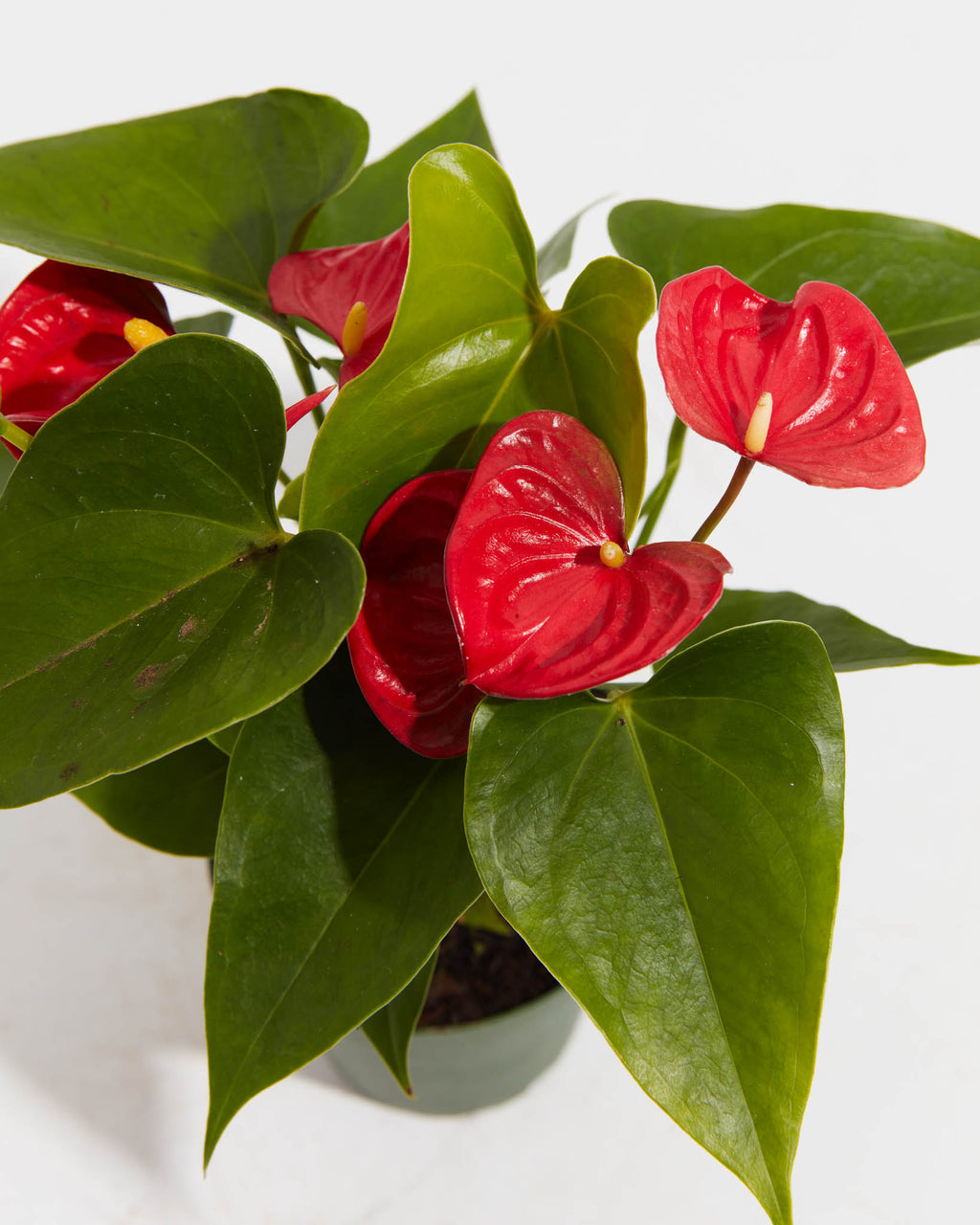 Flamingo Flower Plant For Sale Including Care Guide