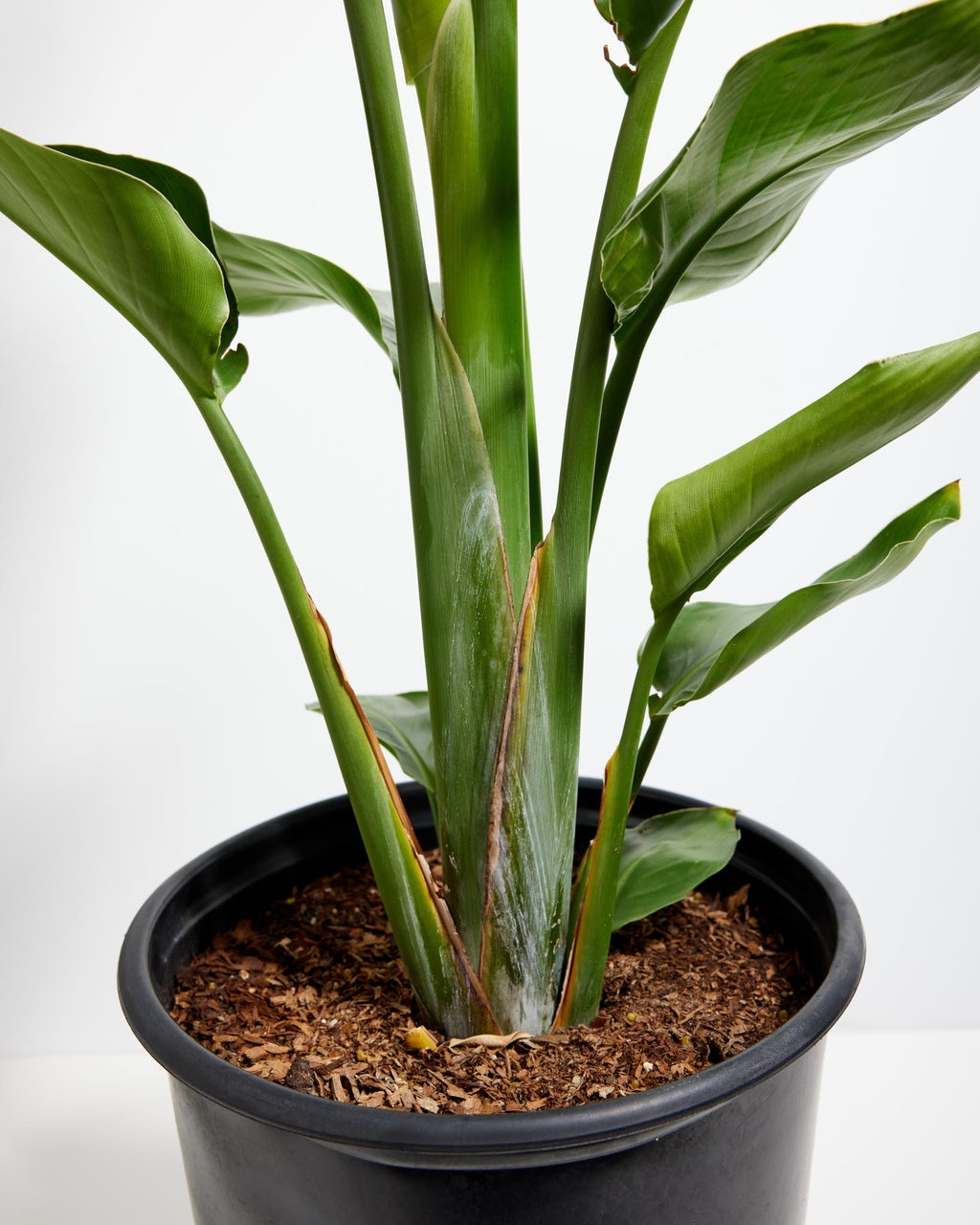Bird of Paradise for Sale, Presentation & Care Guide