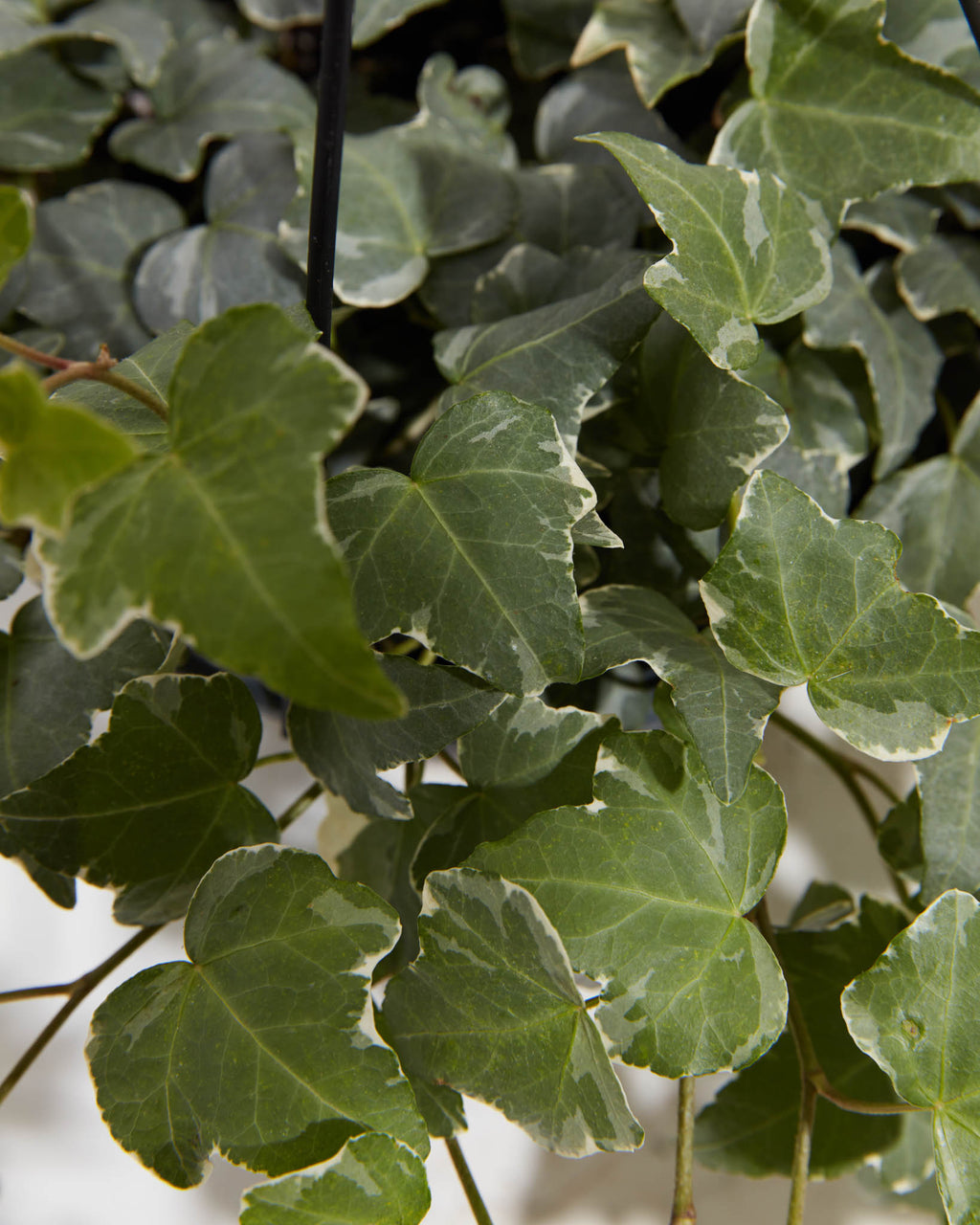 English Ivy Glacier For Sale, Care Guide & Growing Tips