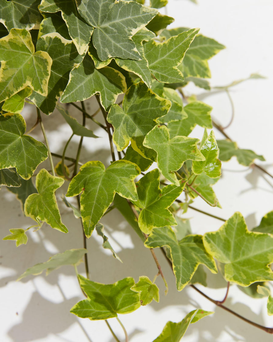 English Ivy Gold Child | Hanging & Climber Plants | Lively Root