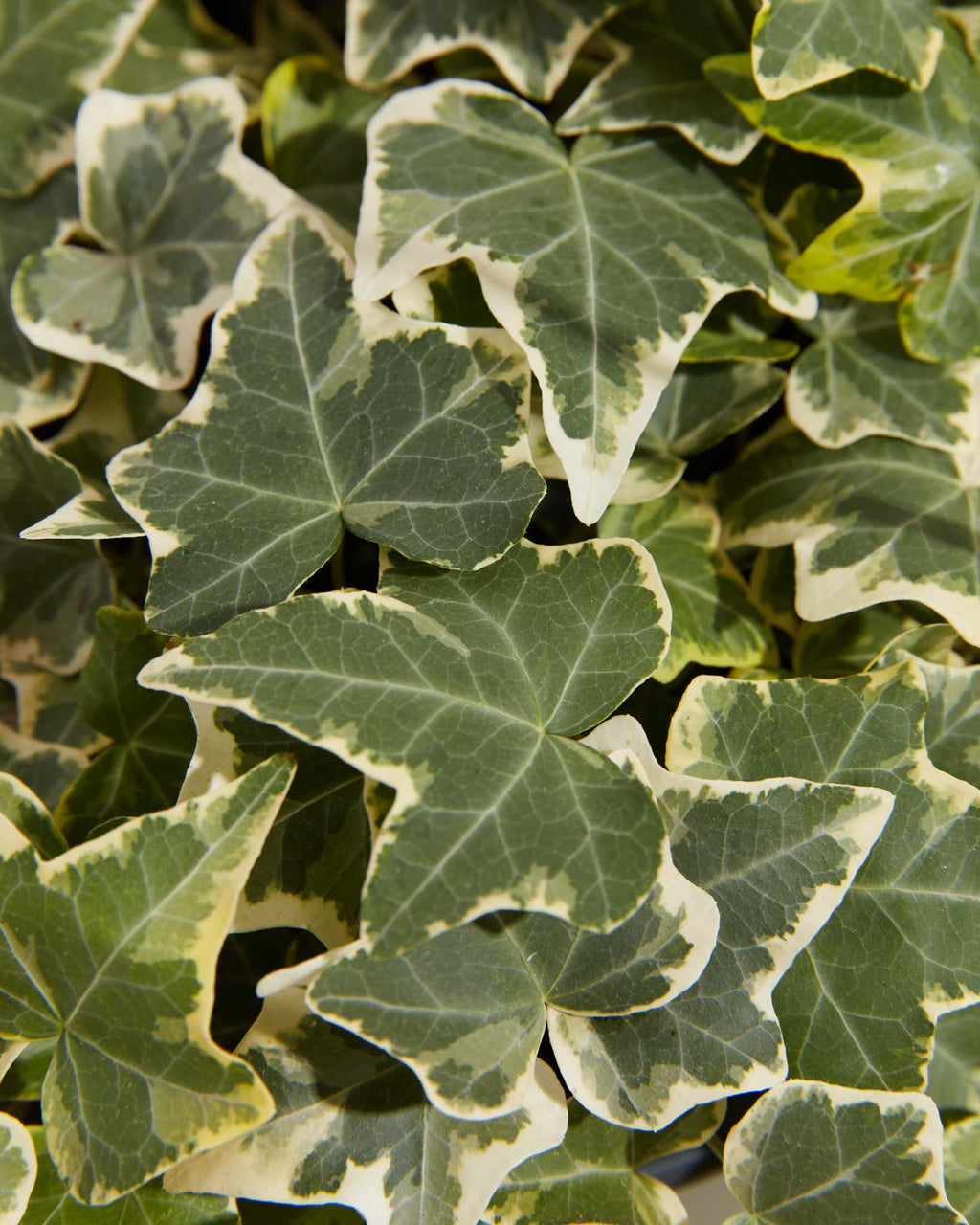English Ivy Gold Child | Hanging & Climber Plants | Lively Root