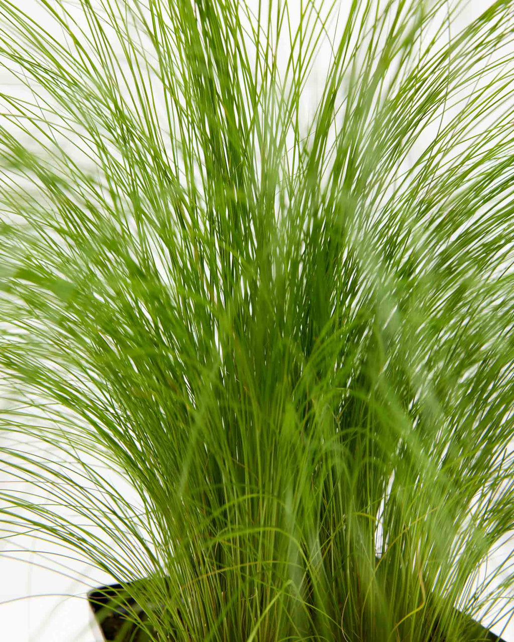 Feather Grass