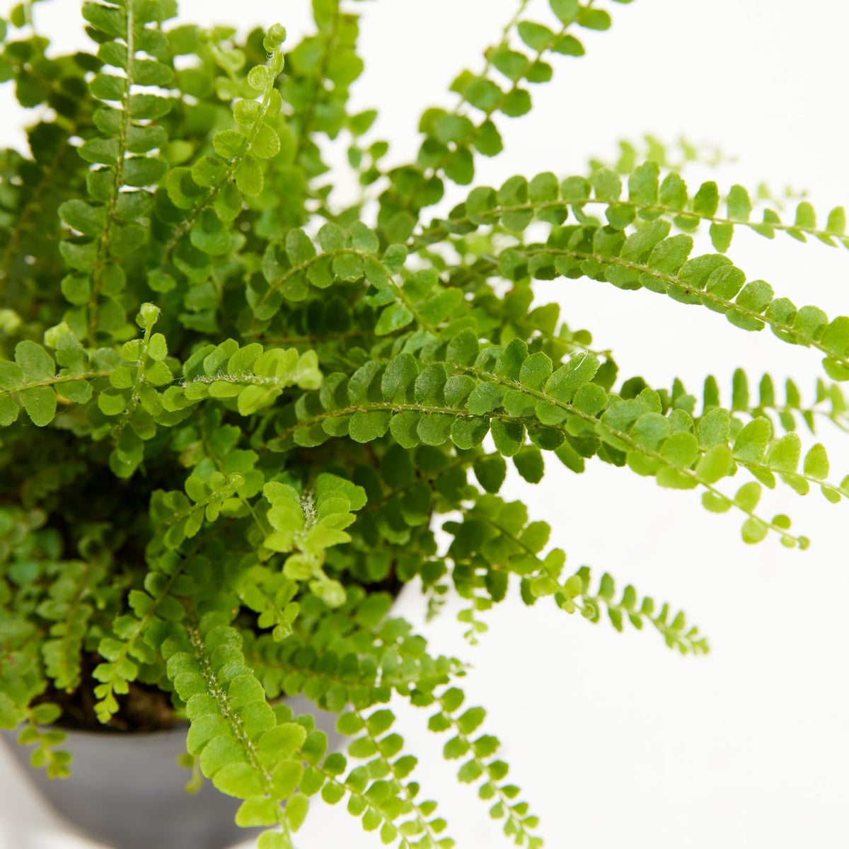Lemon Button Fern For Sale, Care Guide & Growing Tips