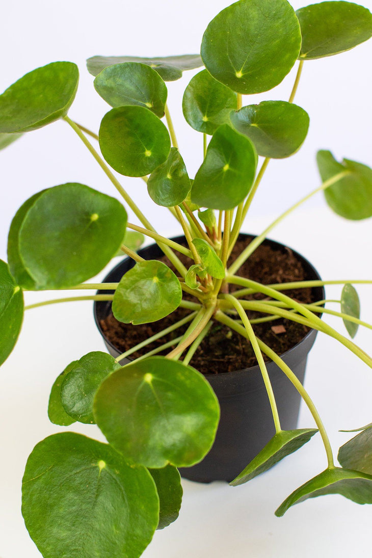 Pilea Peperomioides (Chinese Money Plant), With Care Guide