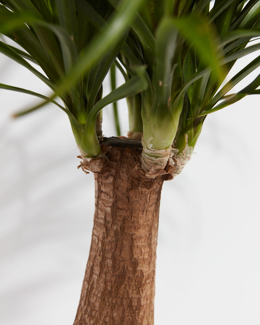 Ponytail Palm Tree Plant For Sale Including Care Guide