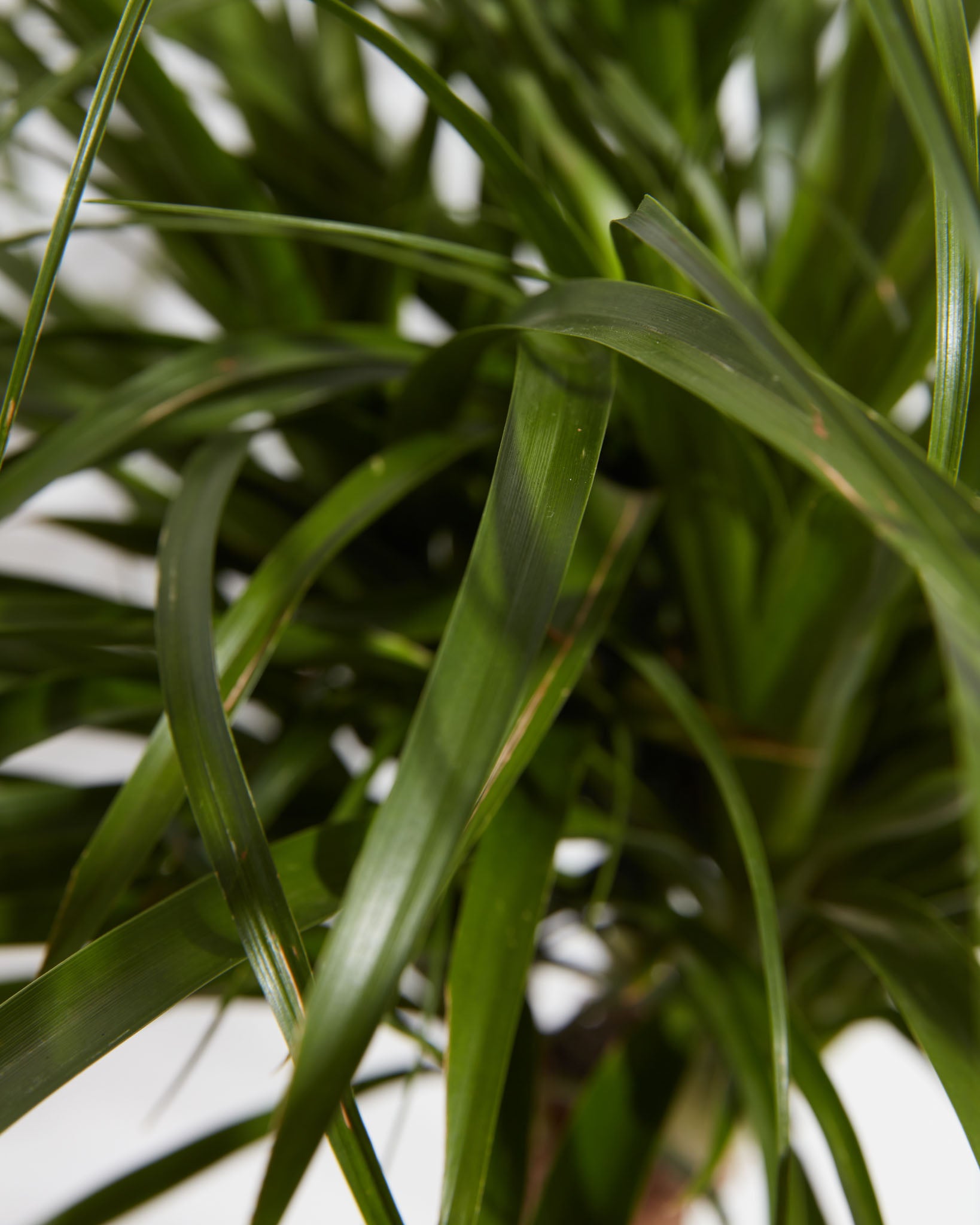 Ponytail Palm | Palm Trees For Sale | Including Care Guide