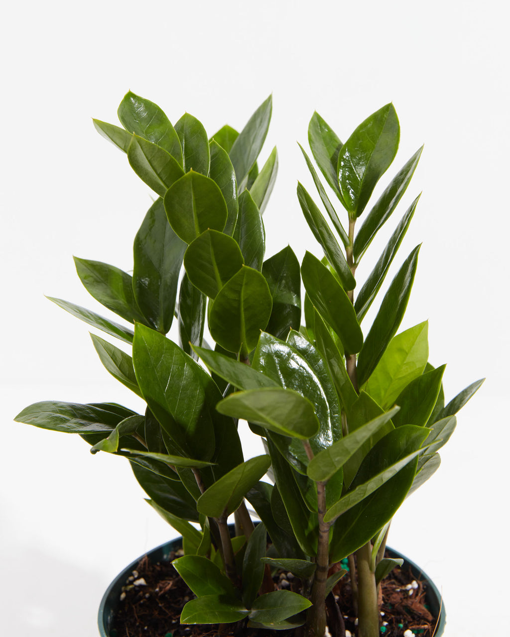 ZZ Plant | Easy Care Plants | Lively Root