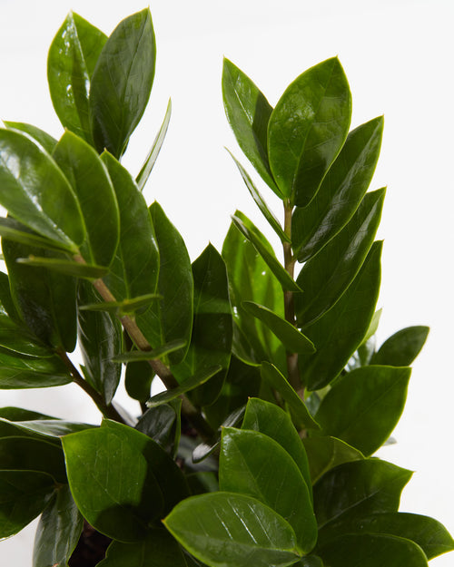 How to Propagate a ZZ Plant: 3 Simple Methods Explained